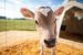 Gallery - Simply Natural Creamery