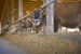 Gallery - Simply Natural Creamery